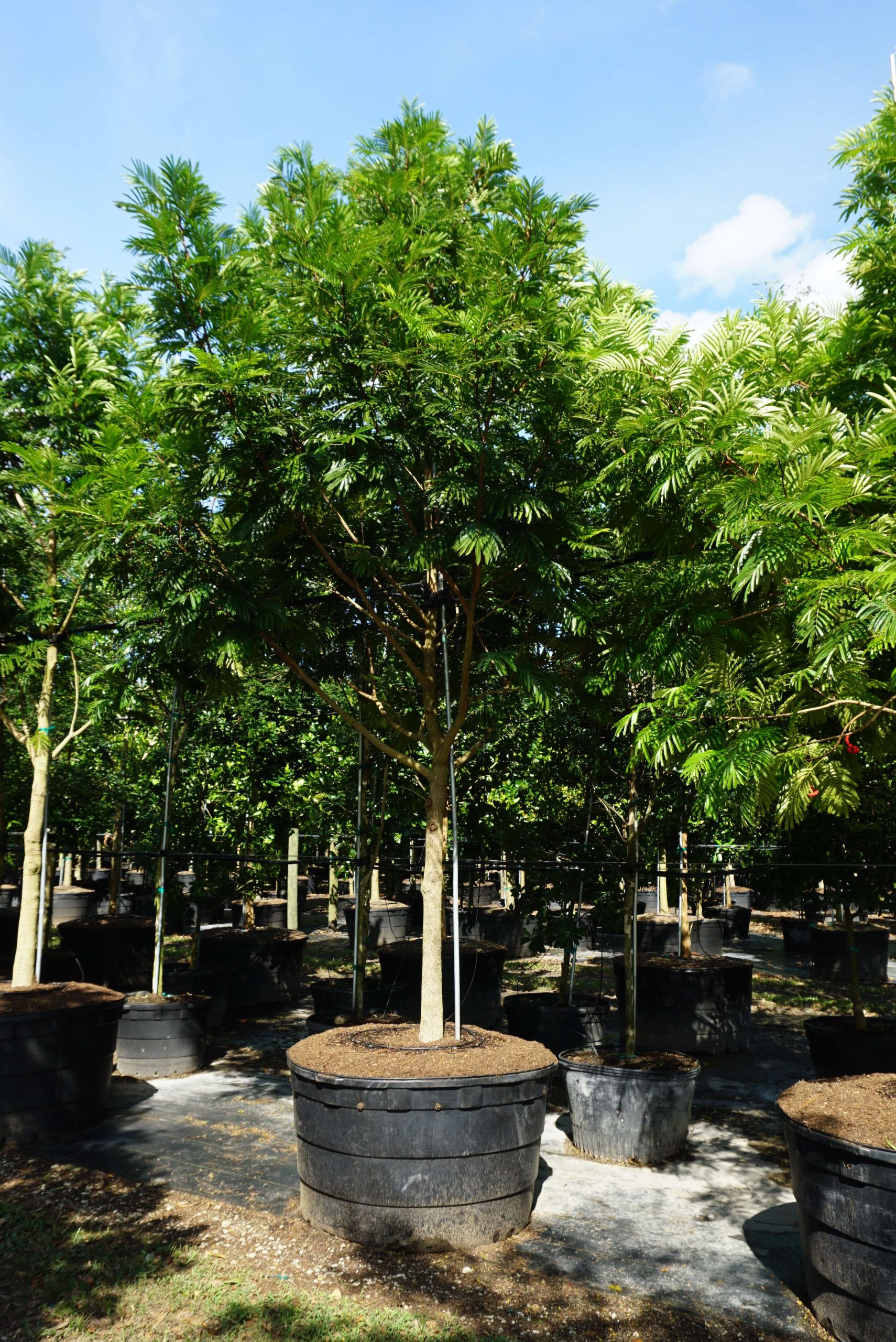 Tree Sizes. Average Height and Measurements of Trees | Treeworld Wholesale