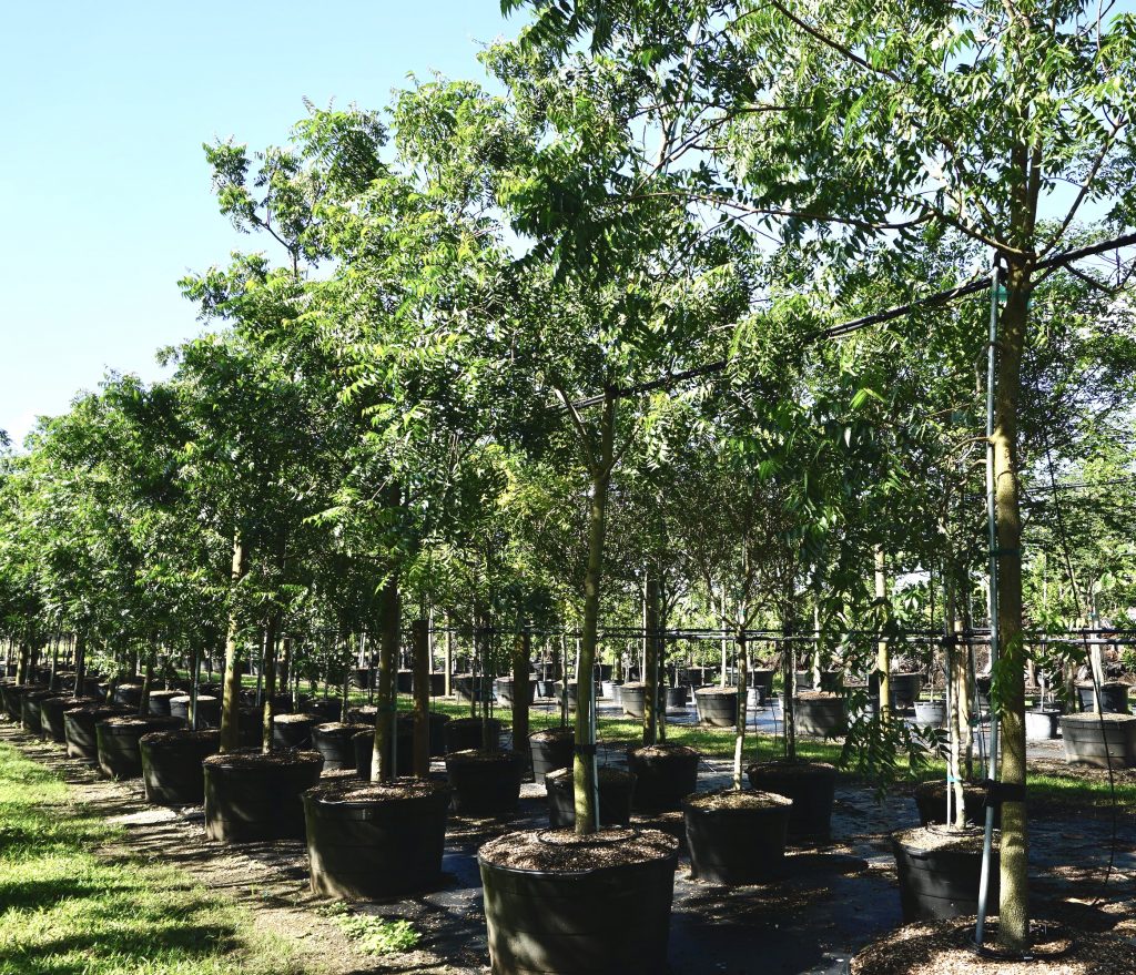 Azadirachta Indica | Treeworld Wholesale