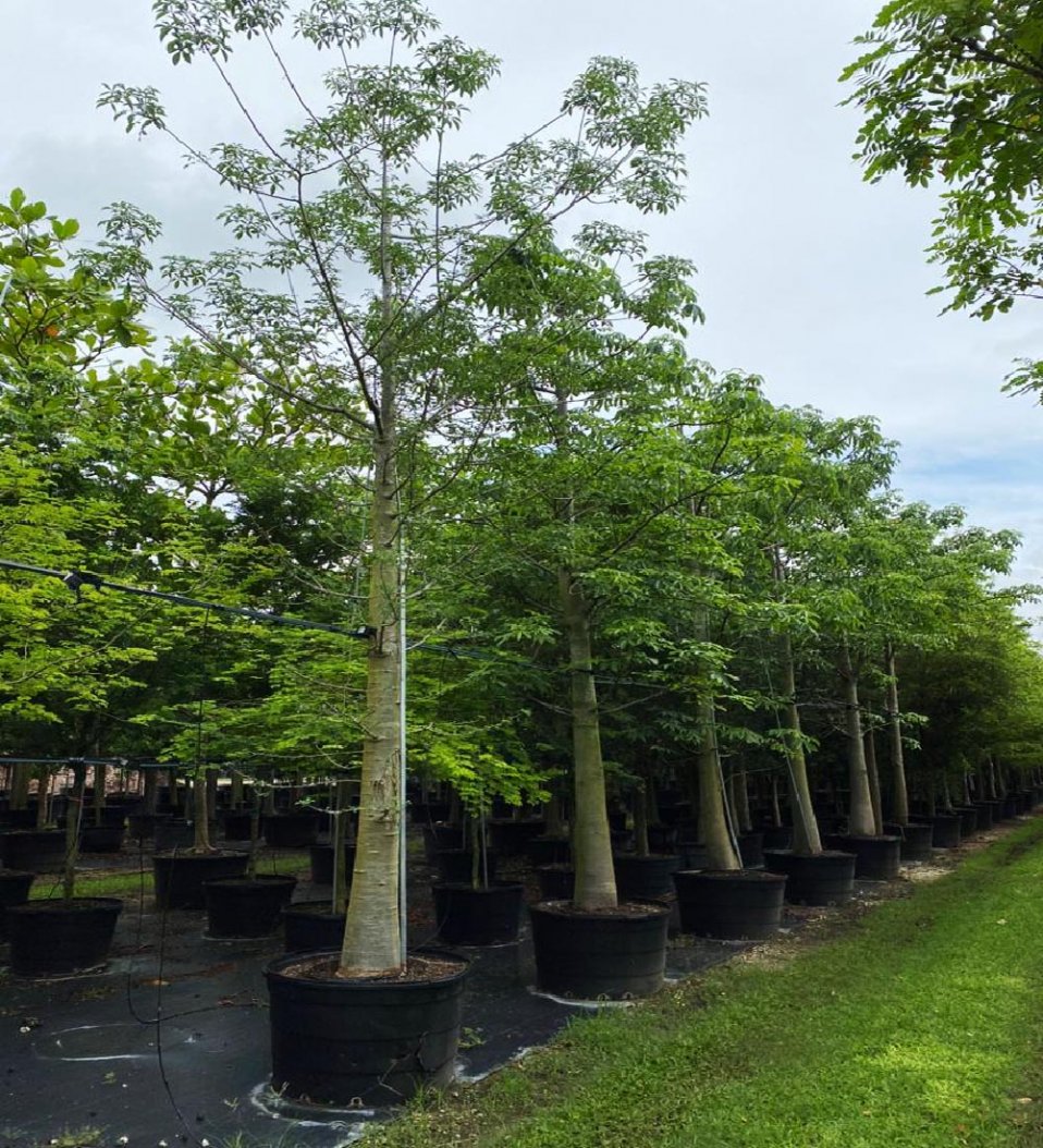 Adansonia Digitata - African Baobab Tree for Sale Florida | Treeworld ...