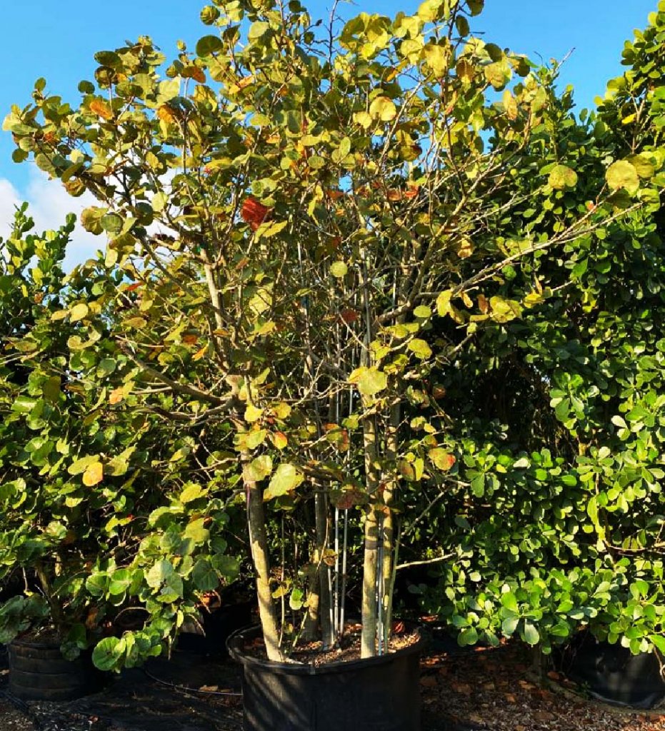 Coccoloba Uvifera x Diversifolia Tree - Sea Plum Hybrid for Sale ...