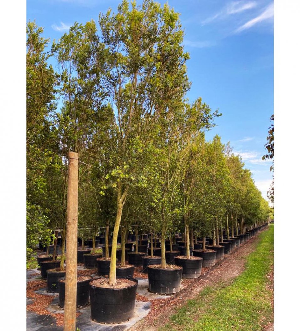 Spanish Stopper Tree - Eugenia Foetida for Sale Florida | TreeWorld ...
