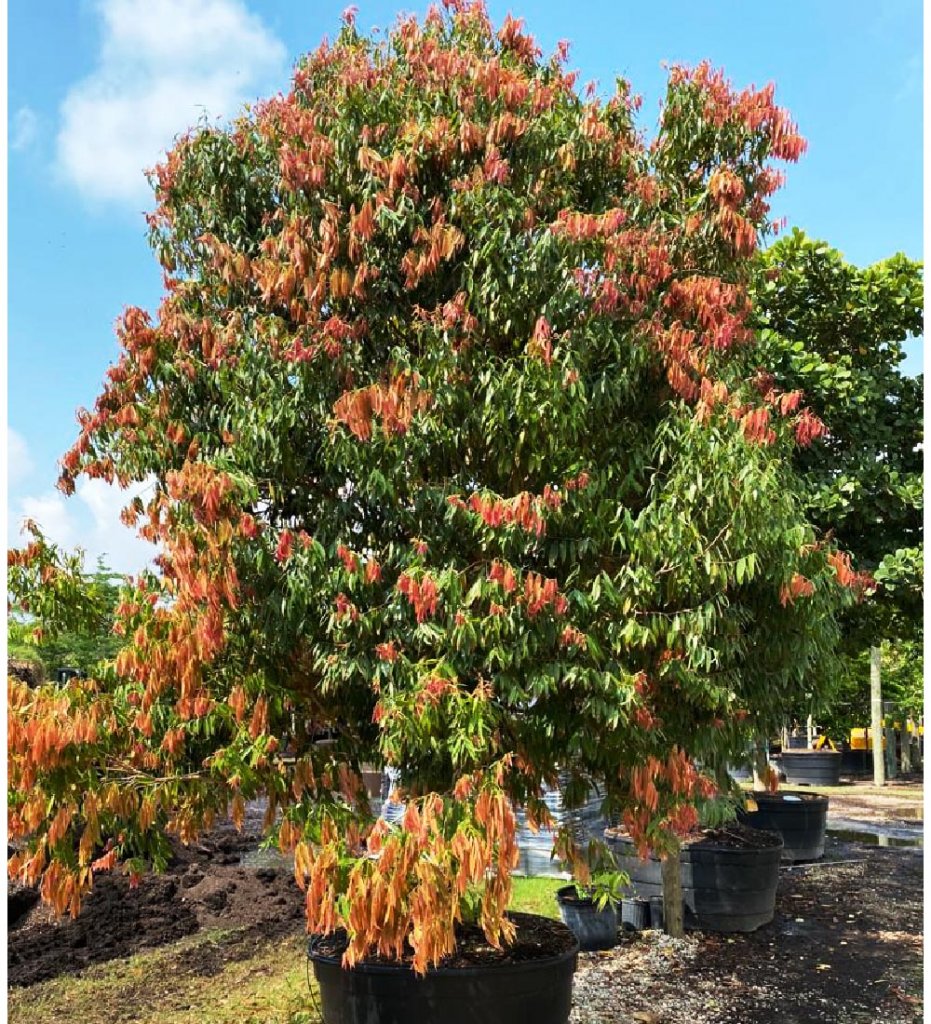 Mesua Ferrea Plant For Sale: Ironwood Tree To Buy | Treeworld Wholesale