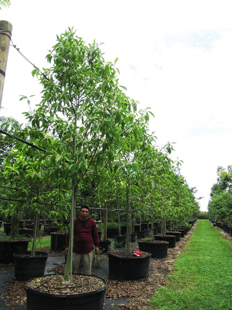White Champaca Tree - Michelia x Alba Tree for Sale Florida | Treeworld ...