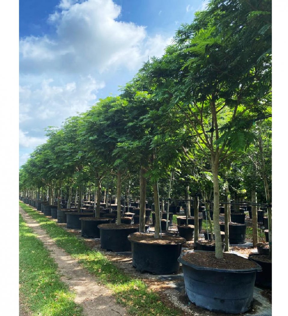 Pithecellobium Arboreum: Lorito Tree for Sale | Treeworld Wholesale