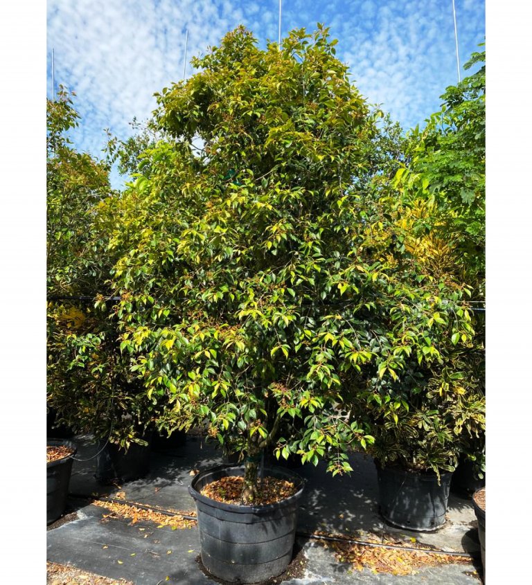 Spanish Stopper Tree - Eugenia Foetida for Sale Florida | TreeWorld ...
