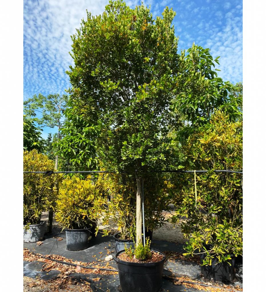 Spanish Stopper Tree - Eugenia Foetida for Sale Florida | TreeWorld ...