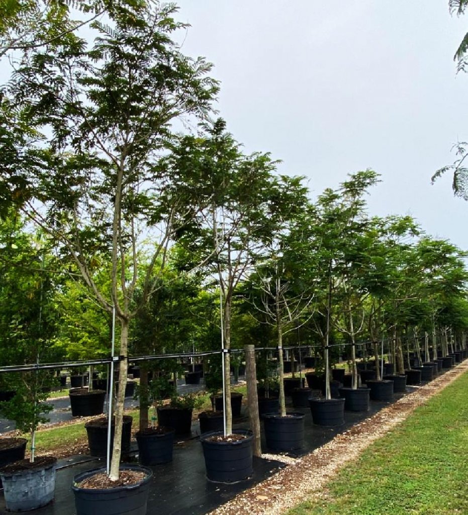Peltophorum Pterocarpum - Copperpod Tree for Sale Florida | Treeworld Wholesale