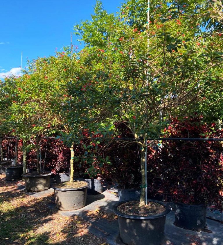 Jatropha Integerrima Peregrina Tree For Sale In Florida | Treeworld ...