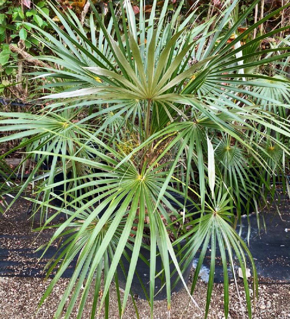 Key Thatch Palm Tree - Leucothrinax Morrisii for Sale Florida ...