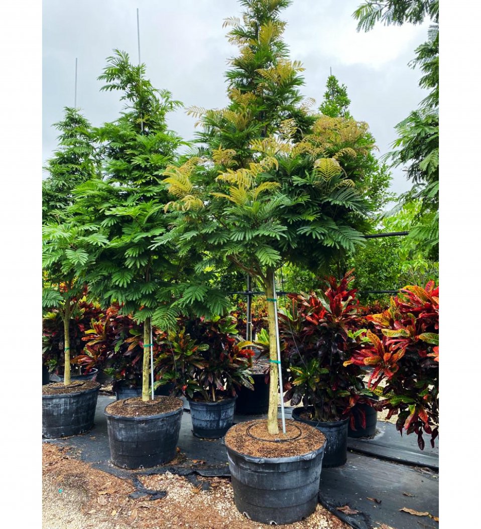 Pithecellobium Arboreum (Syn. Cojoba Arborea) | Treeworld Wholesale