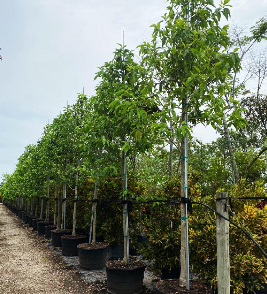 White Champaca Tree - Michelia x Alba Tree for Sale Florida | Treeworld ...