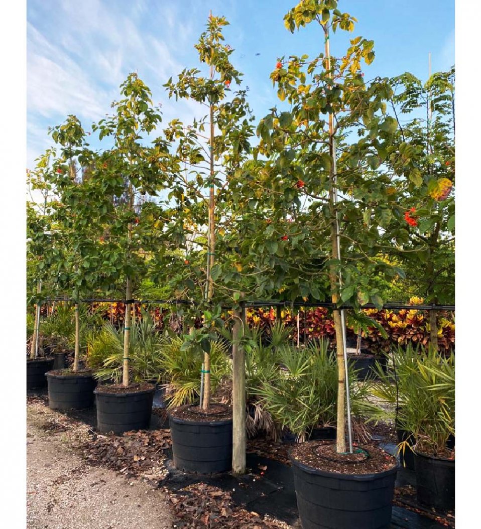 Orange Geiger Tree - Cordia Sebestena for Sale Florida | Treeworld ...