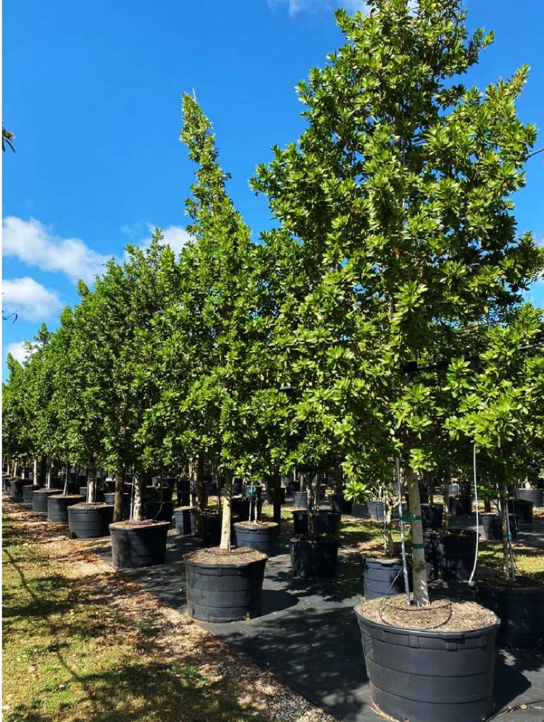 Conocarpus Erectus - Green Buttonwood | Treeworld Wholesale