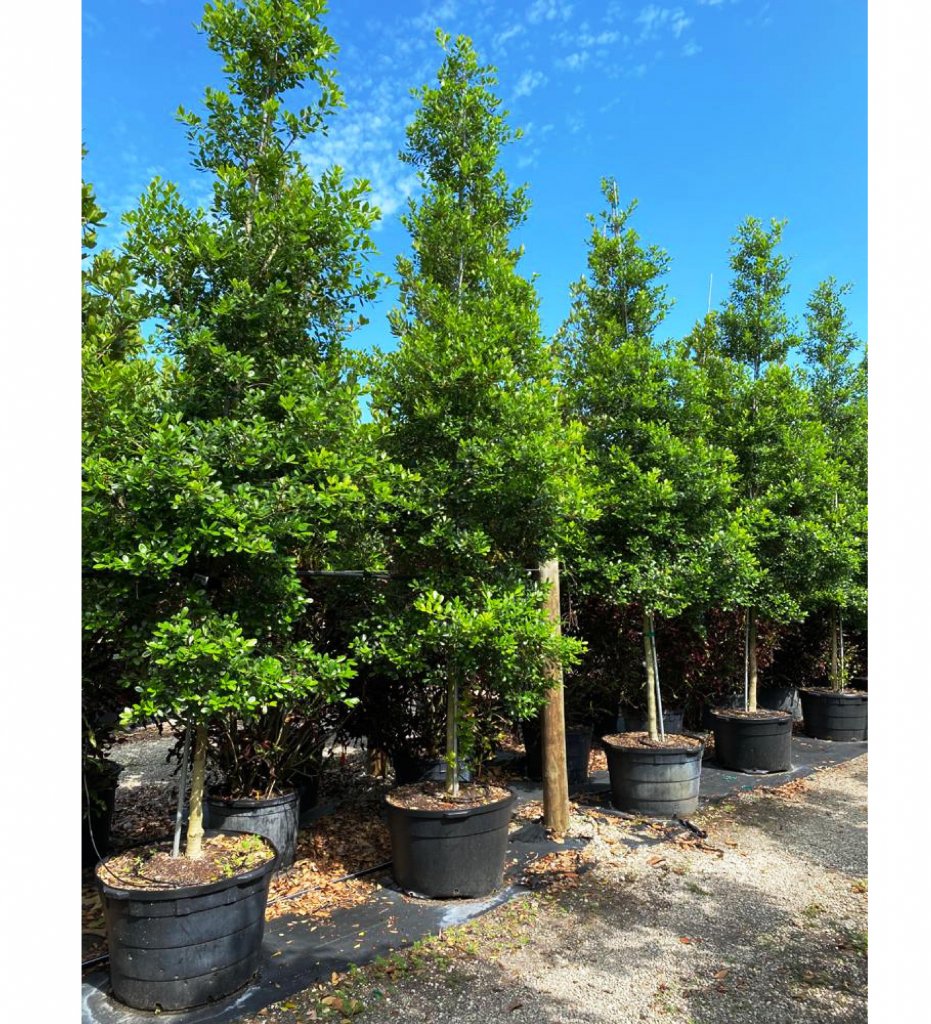 Ilex x Attenuata | Treeworld Wholesale