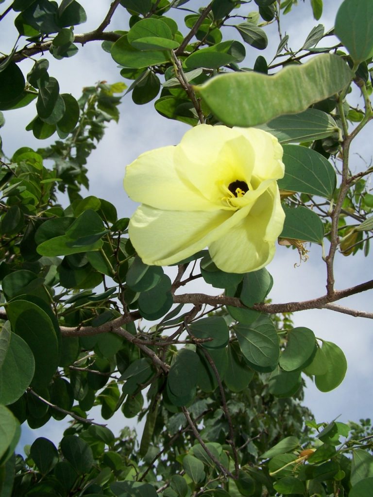 Bauhinia tomentosa: St Thomas Tree for Sale | Treeworld Wholesale
