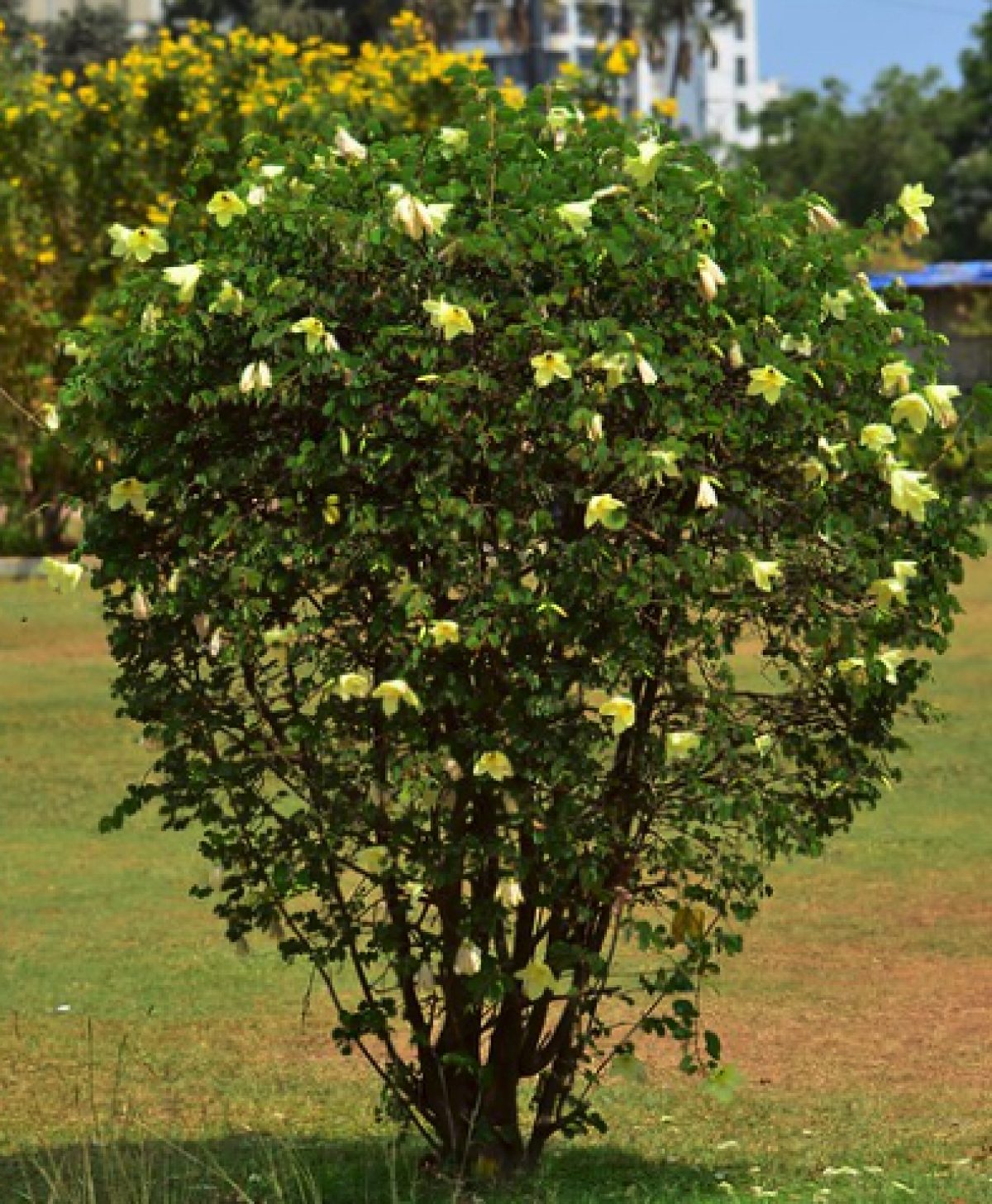 Yellow Orchid Flower Tree