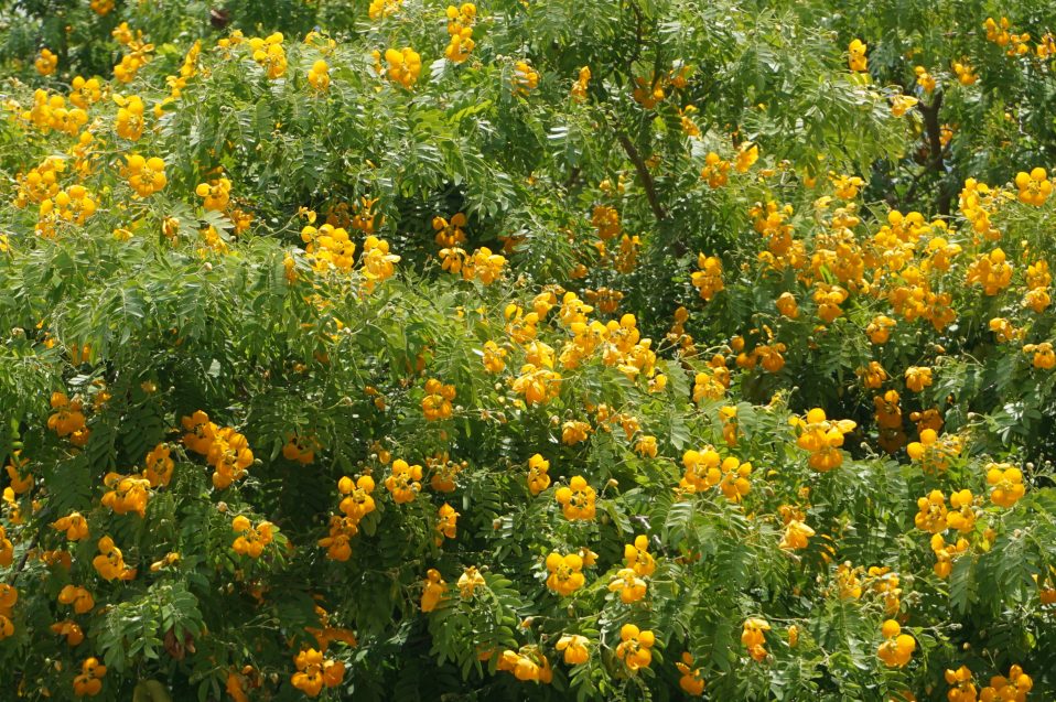 Verawood Tree – Bulnesia Arborea for Sale Florida | TreeWorld Wholesale