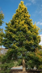 East Palatka Holly Tree for Sale in Florida | Treeworld Wholesale
