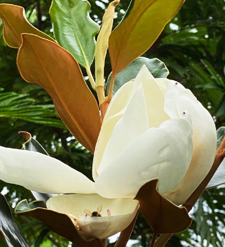 Magnolia Grandiflora - Bull Bay Tree for Sale Florida | Treeworld Wholesale
