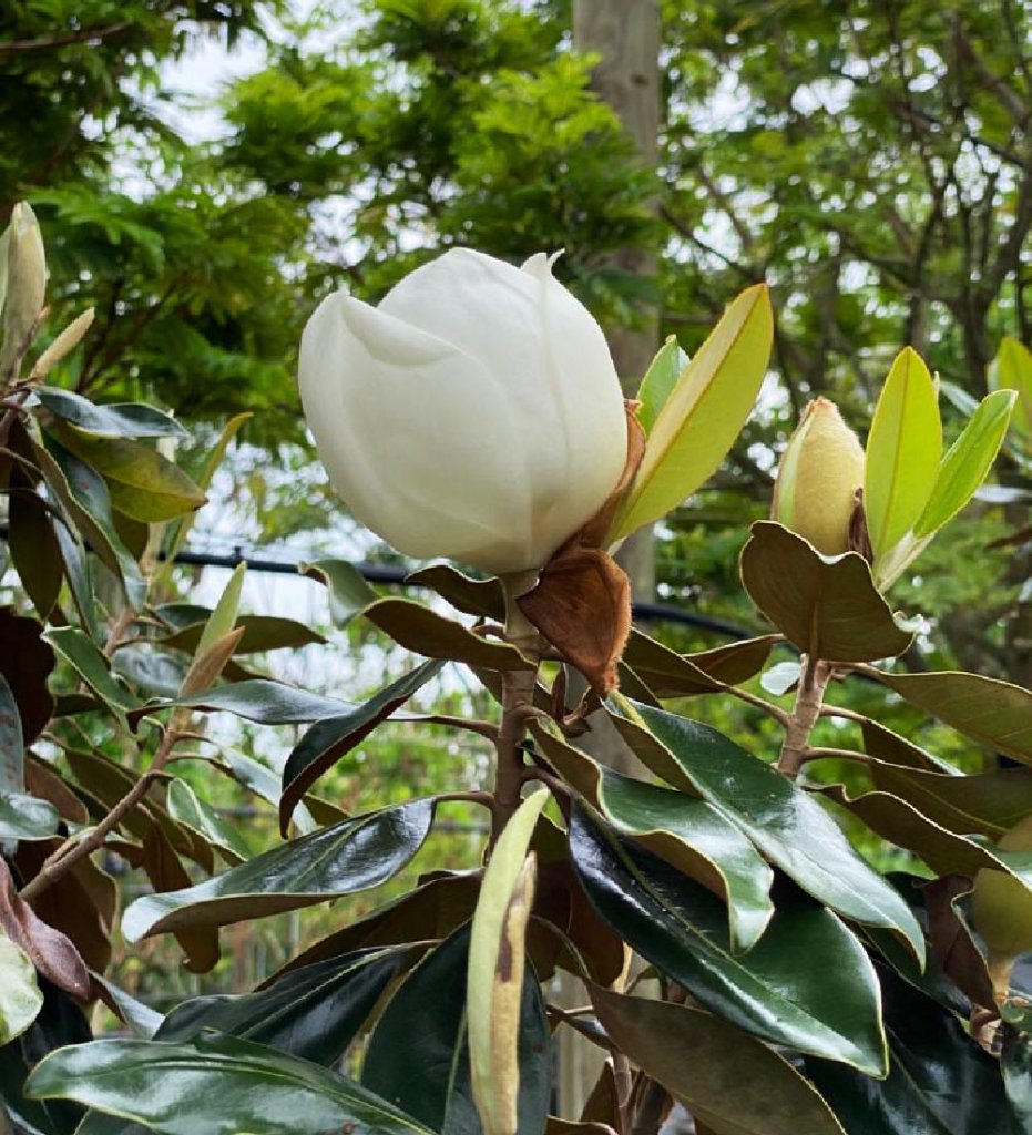 Magnolia Grandiflora - Bull Bay Tree for Sale Florida | Treeworld Wholesale