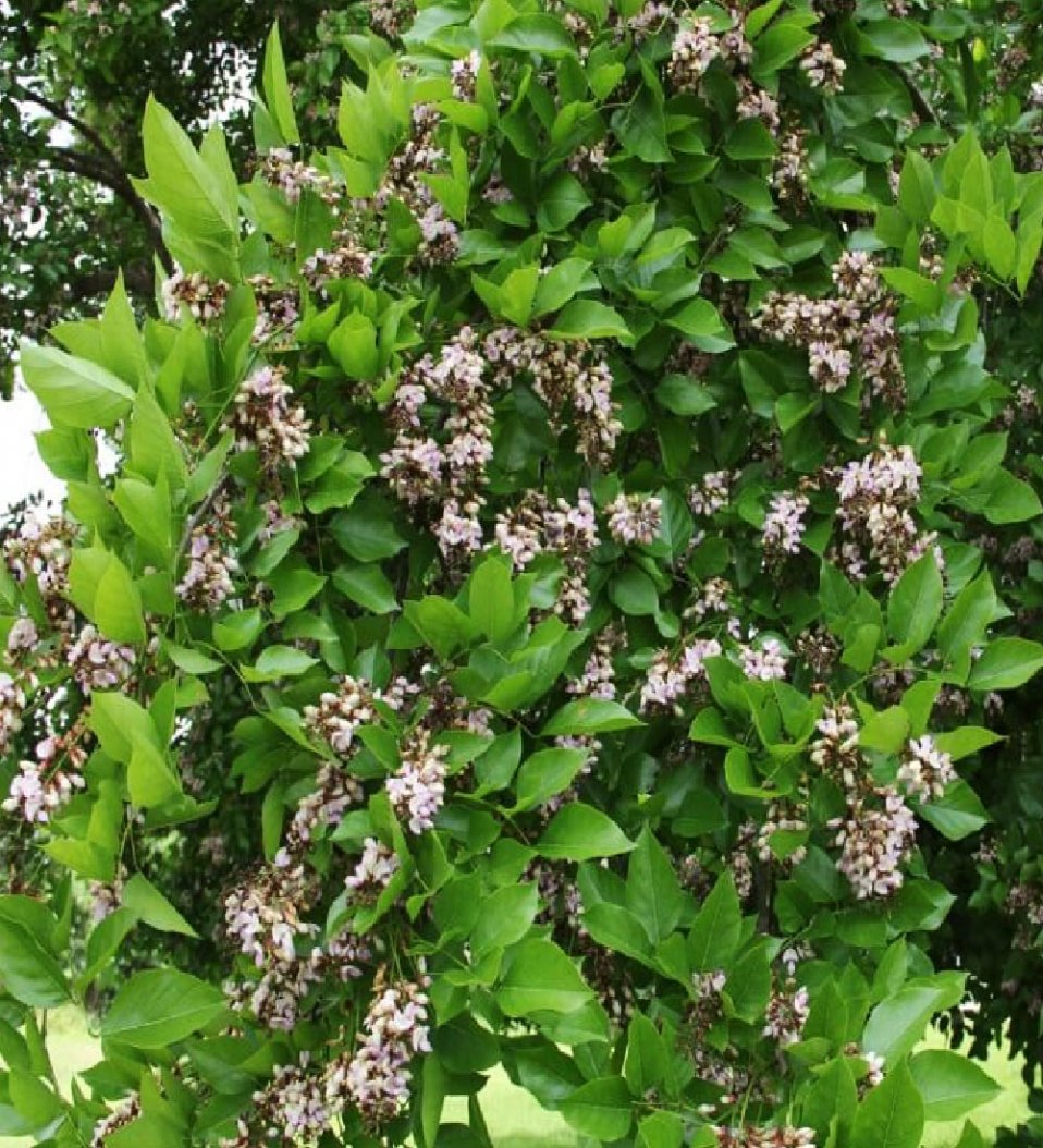 Pongamia Pinnata Tree For Sale | Treeworld Wholesale