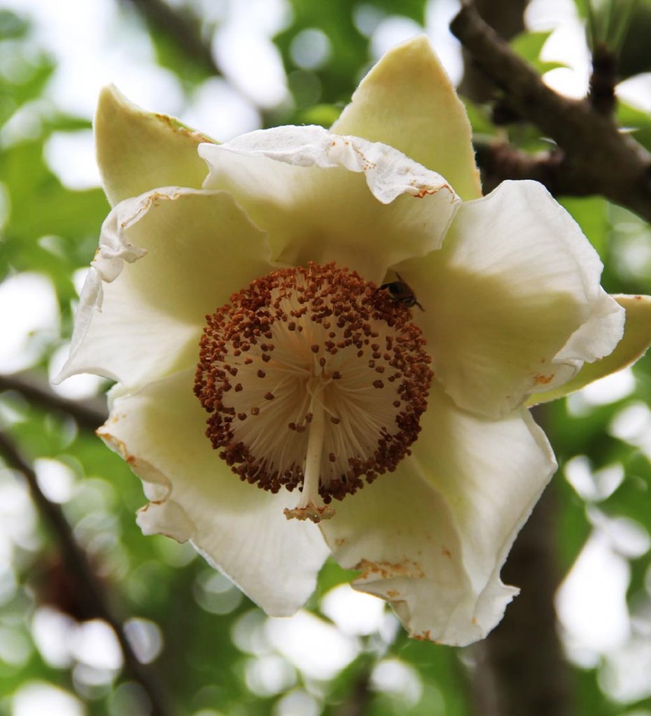 Adansonia Digitata - African Baobab Tree for Sale Florida | Treeworld ...