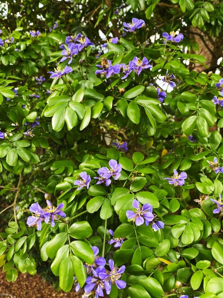 Florida Lignum Vitae (Guaiacum Sanctum) for Sale | TreeWorld Wholesale