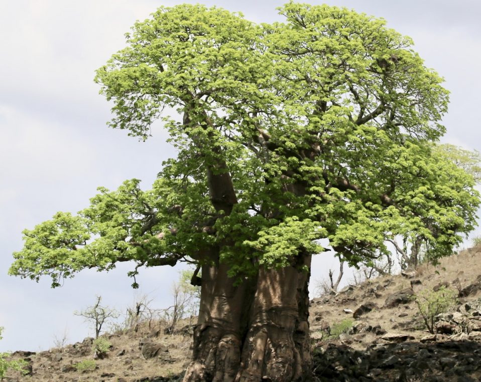 Adansonia Digitata - African Baobab Tree for Sale Florida | Treeworld ...