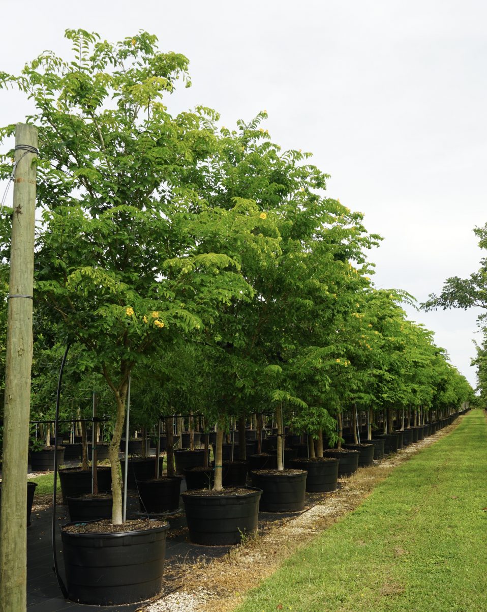 Verawood Tree – Bulnesia Arborea for Sale Florida | TreeWorld Wholesale
