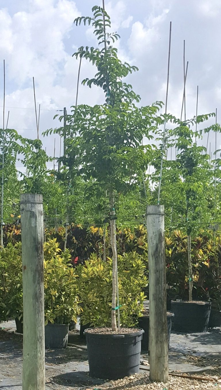 Verawood Tree – Bulnesia Arborea for Sale Florida | TreeWorld Wholesale