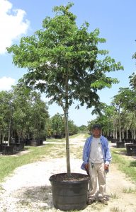Verawood Tree – Bulnesia Arborea for Sale Florida | TreeWorld Wholesale