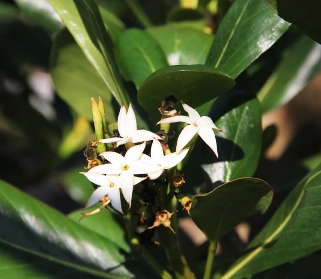 Genipa Clusiifolia | Treeworld Wholesale