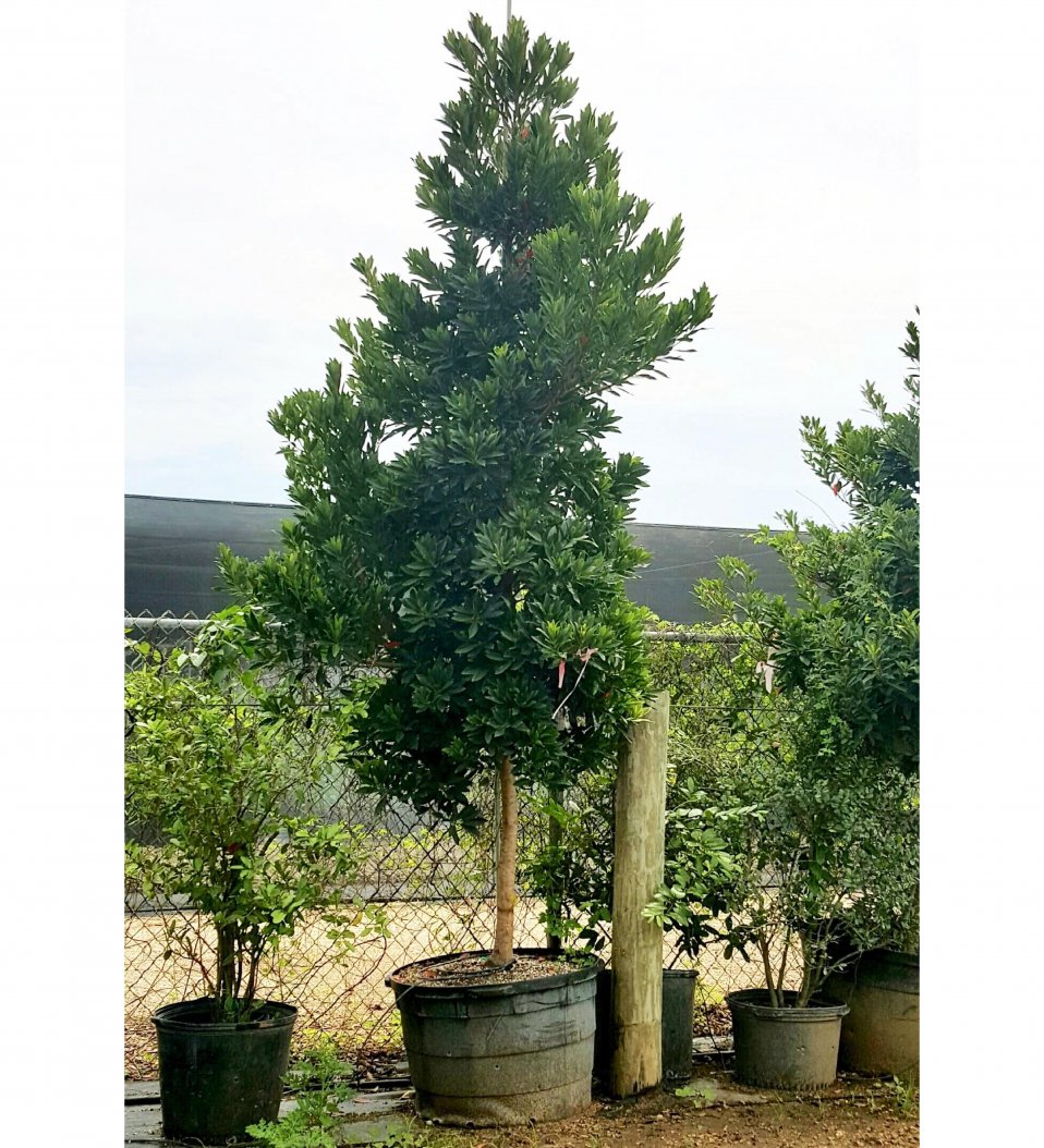 Elaeocarpus Decipiens - Japanese Blueberry Tree for Sale Florida ...