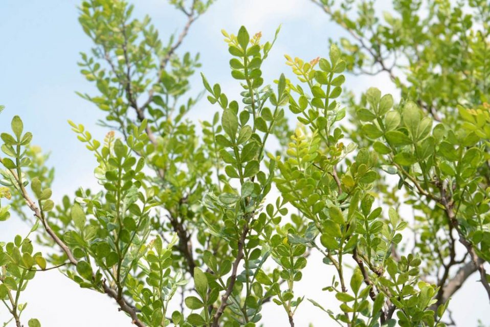 Zanthoxylum Fagara: Wild Lime Tree For Sale | Treeworld Wholesale