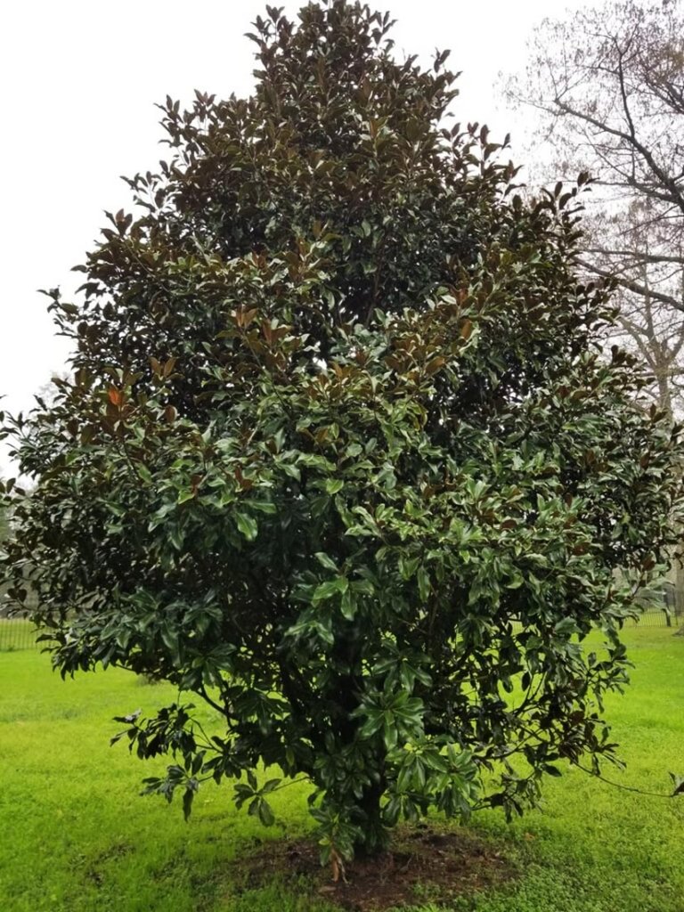 Magnolia Grandiflora - Bull Bay Tree for Sale Florida | Treeworld Wholesale
