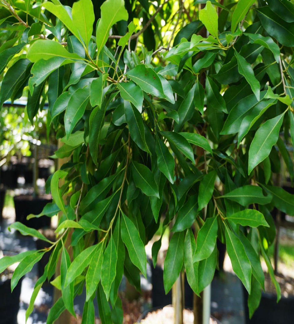 Sideroxylon Salicifolium. Willow Bustic Tree for Sale in Florida ...