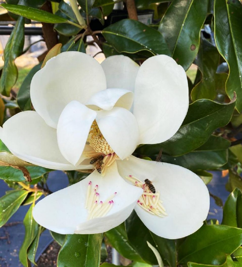 Magnolia Grandiflora - Bull Bay Tree for Sale Florida | Treeworld Wholesale