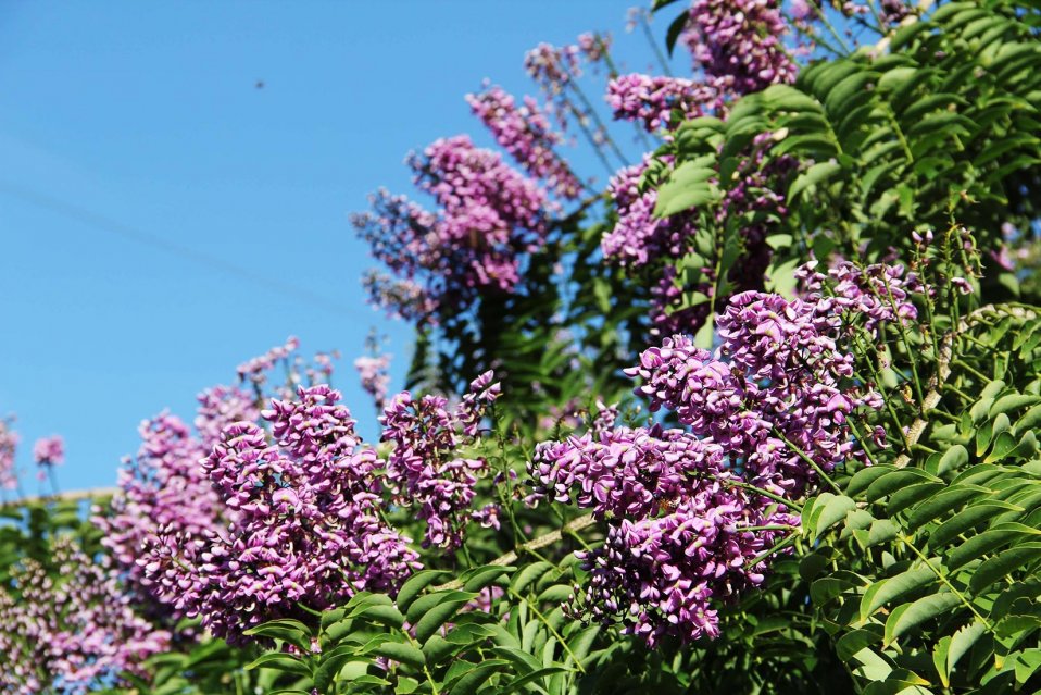 Lonchocarpus Violaceus Tree for Sale in Florida | Treeworld Wholesale