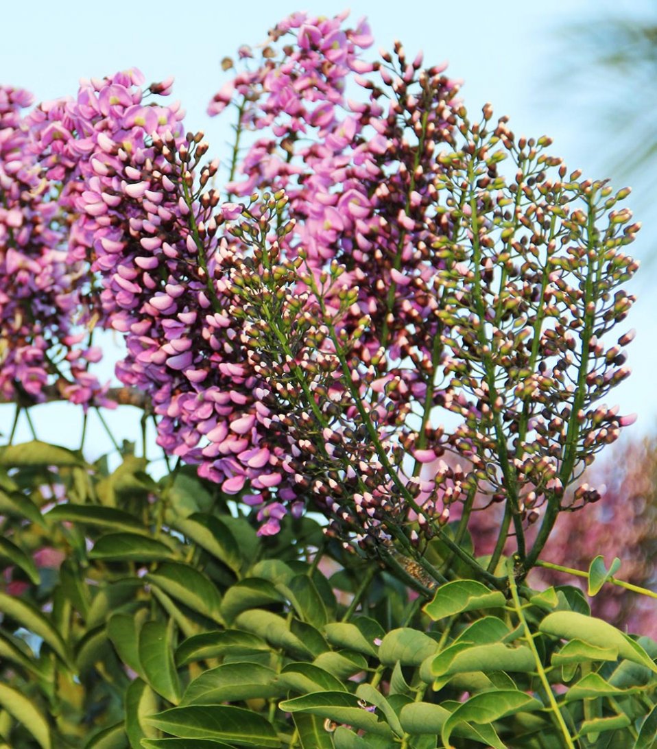 Lonchocarpus Violaceus Tree for Sale in Florida | Treeworld Wholesale