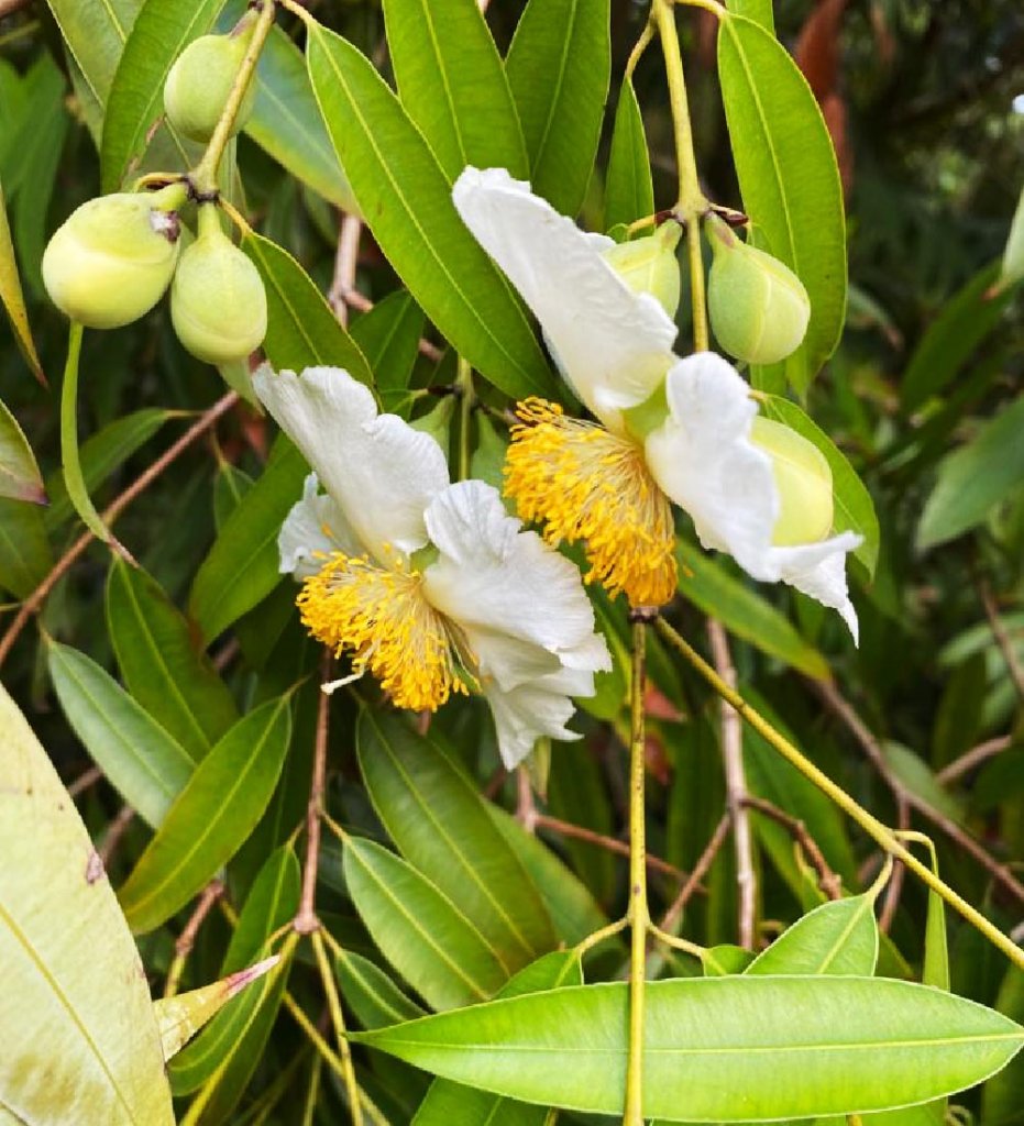 Mesua Ferrea Plant For Sale: Ironwood Tree To Buy | Treeworld Wholesale