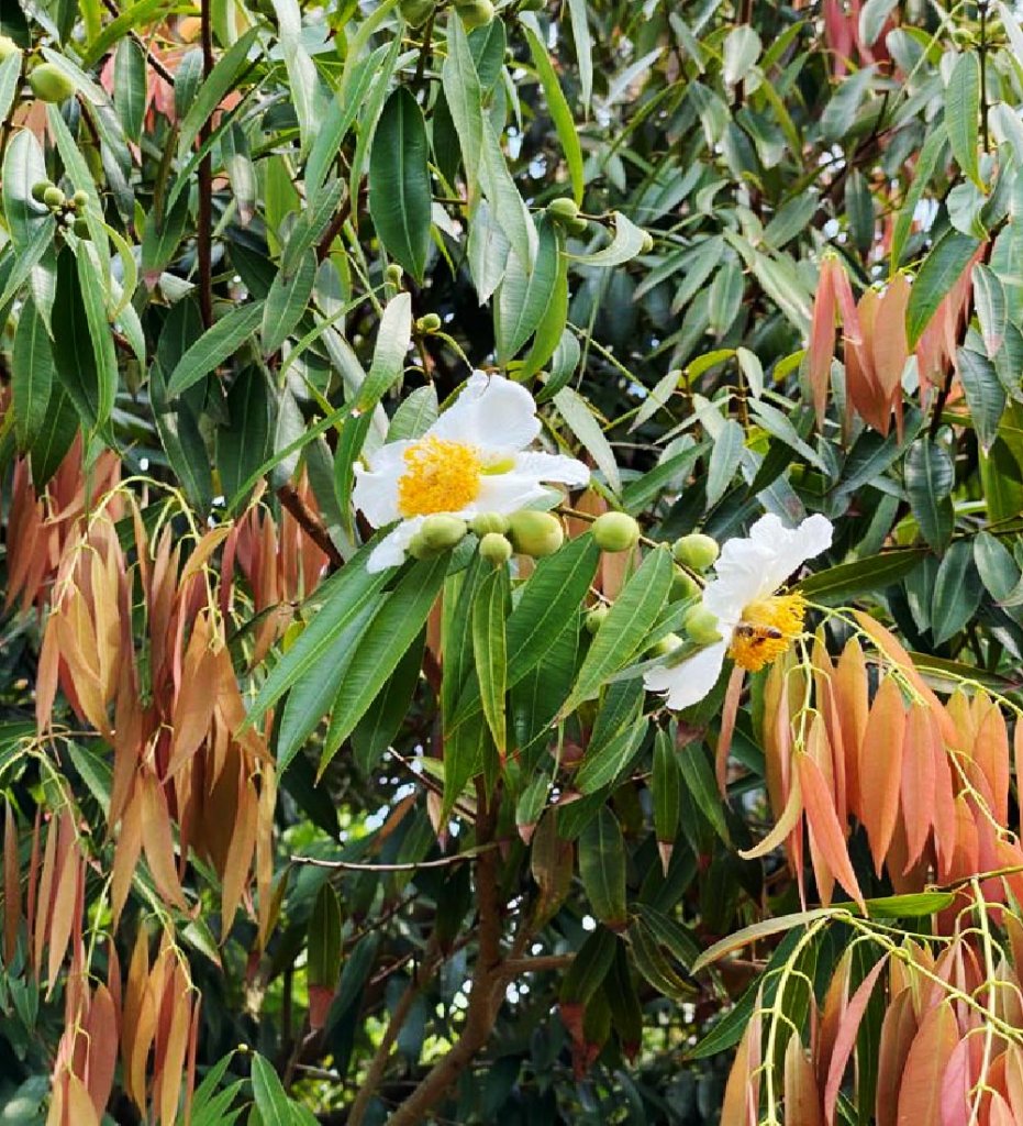 Mesua Ferrea Plant For Sale: Ironwood Tree To Buy | Treeworld Wholesale
