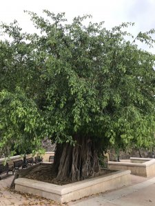 Ficus Citrifolia - Short Leaf Fig Tree for Sale Florida | Treeworld ...