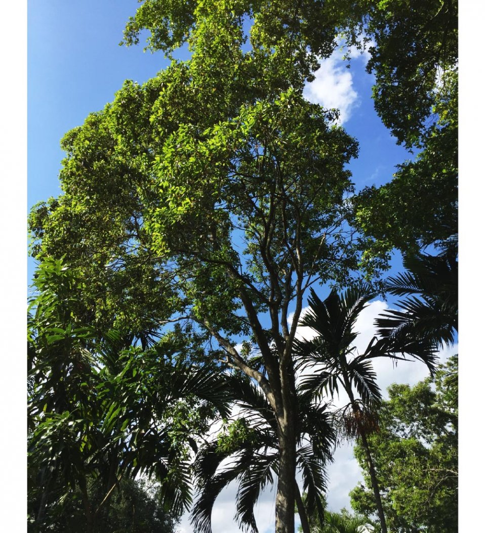 Sideroxylon Salicifolium. Willow Bustic Tree for Sale in Florida ...