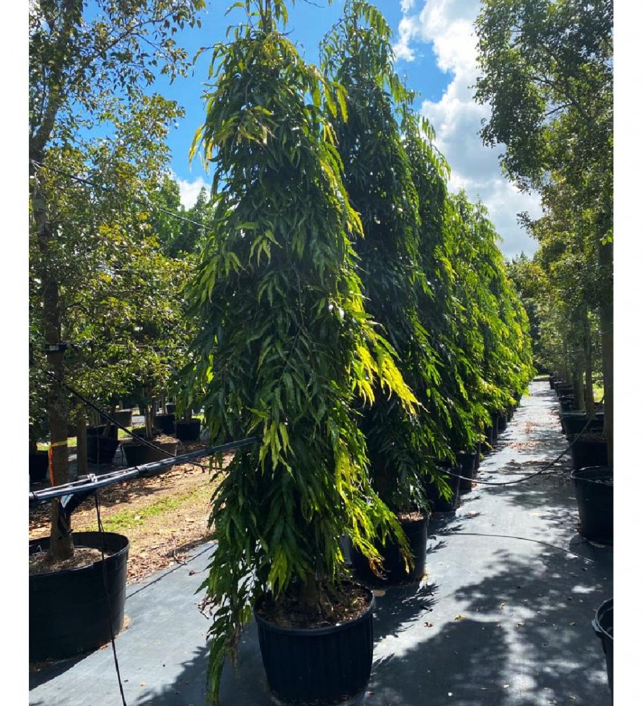 Polyalthia Longifolia Tree For Sale | Treeworld Wholesale