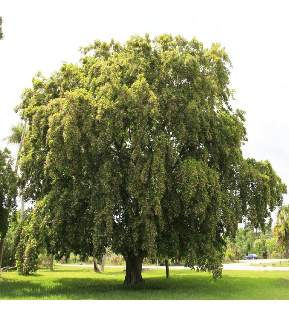 Pongamia Pinnata Tree For Sale | Treeworld Wholesale