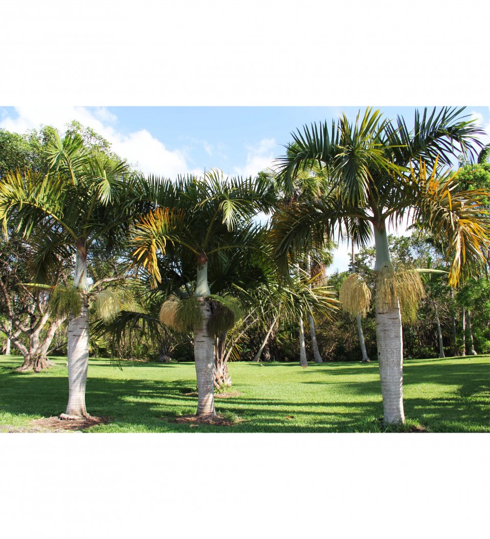 Hyophorbe Verschaffeltii | Treeworld Wholesale