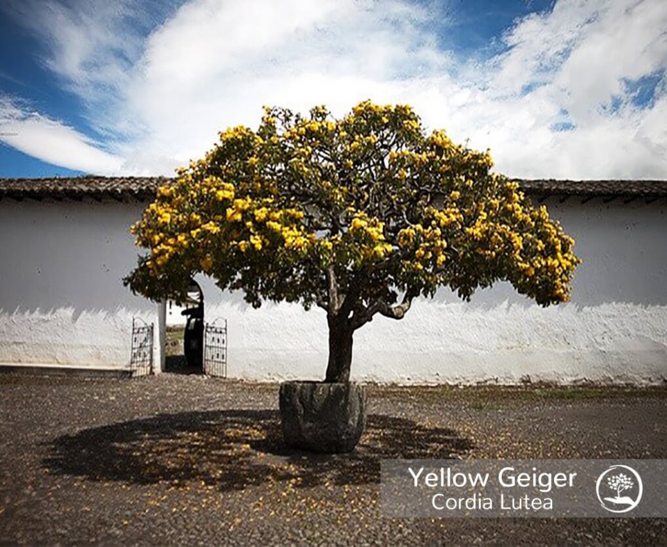 Cordia Lutea (Yellow Geiger) Tree for Sale | Treeworld Wholesale