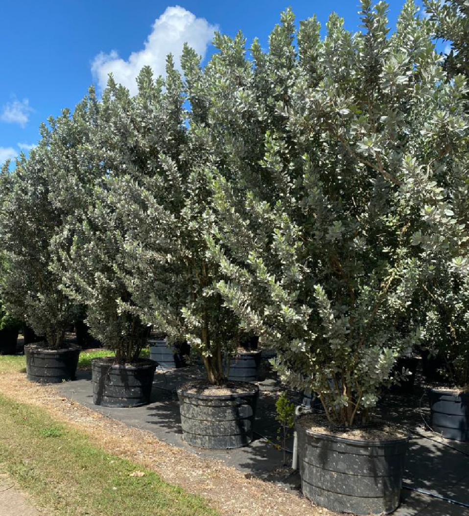 Silver Buttonwood Tree - Conocarpus Erectus Seriseus for Sale Florida ...