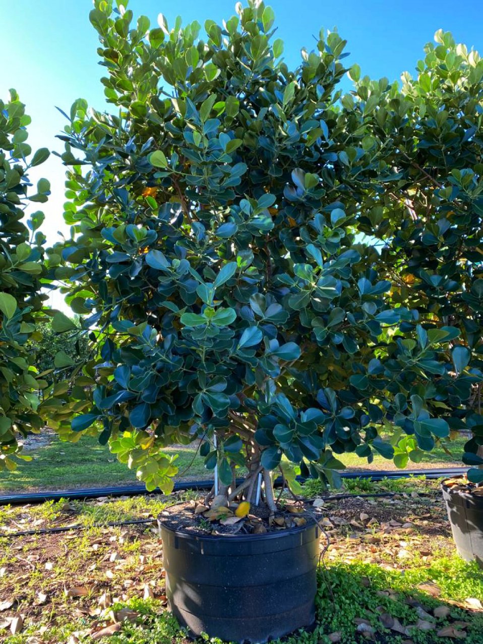 Clusia Guttifera Hedge - Small Leaf Clusia for Sale Florida | Treeworld ...