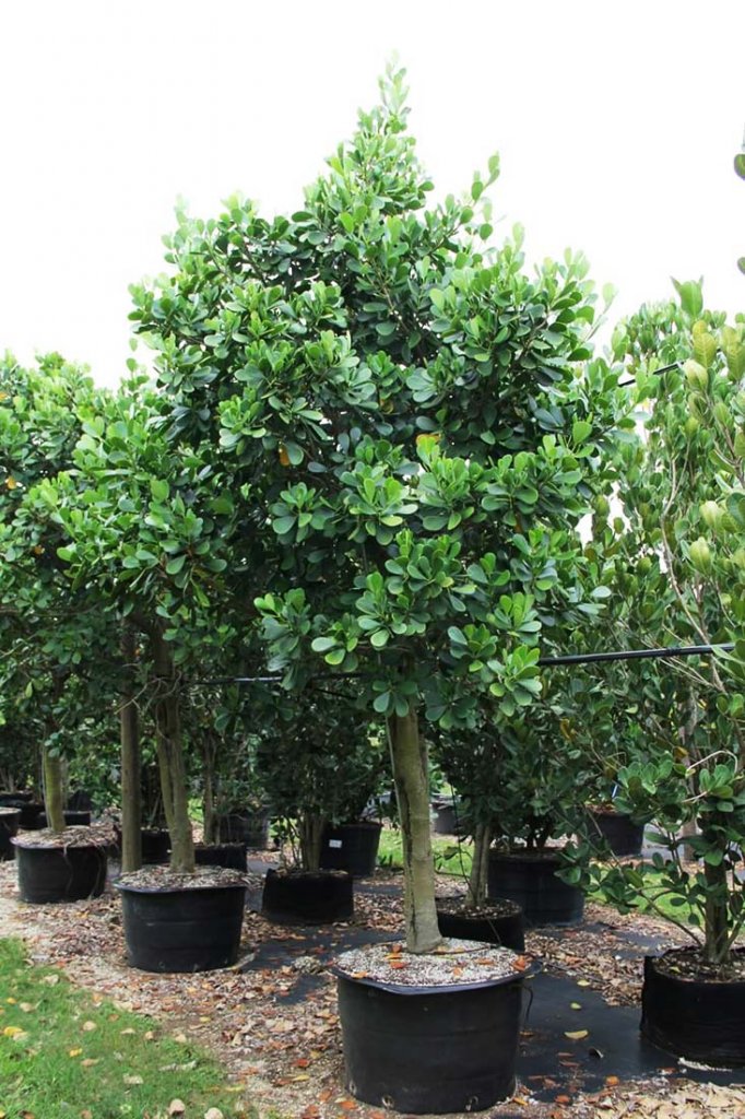 Clusia Guttifera Hedge - Small Leaf Clusia for Sale Florida | Treeworld ...